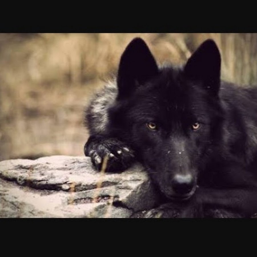 Alpha Shadow - YouTube