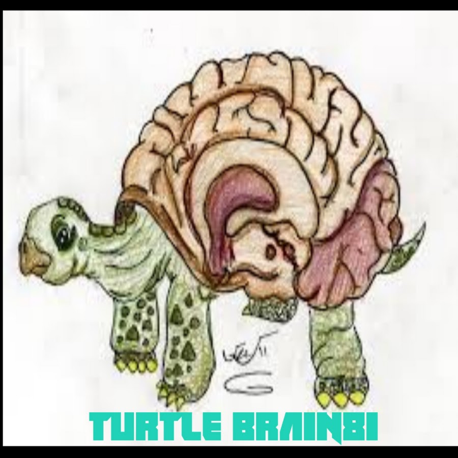 Turtle Brain81 - YouTube