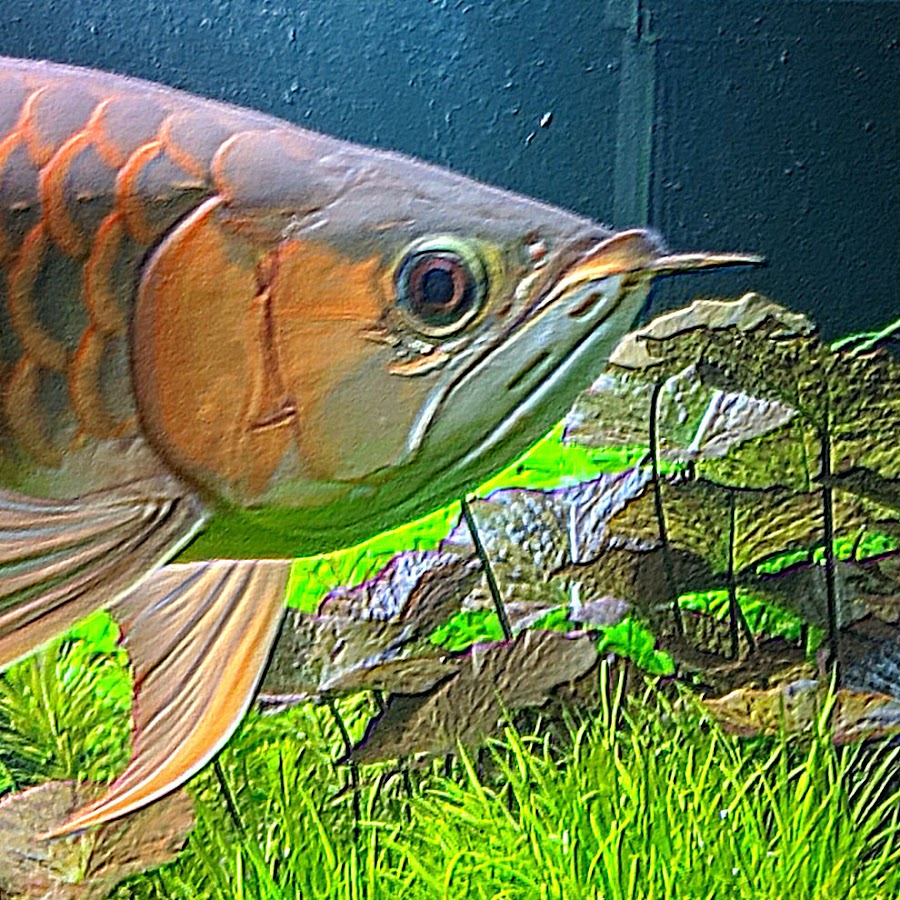 Arowana Planted Tank - YouTube