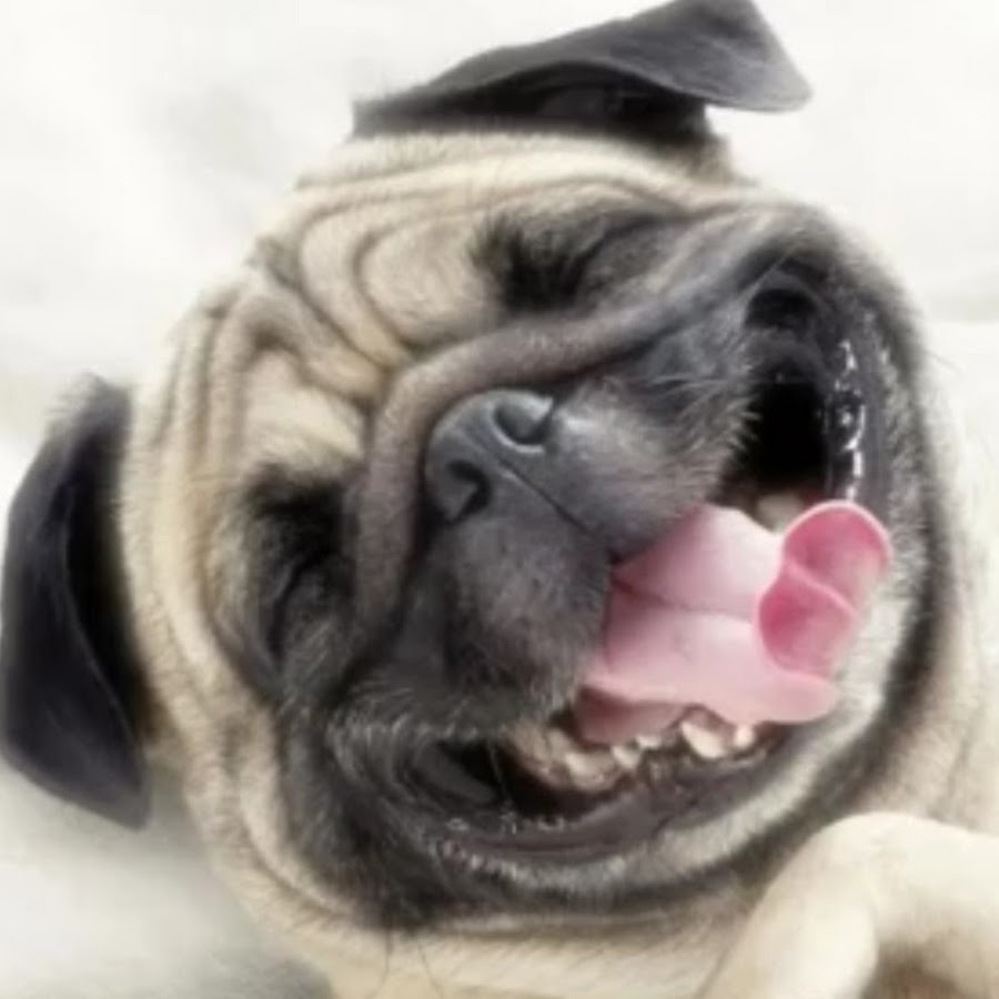 Pro Pug Gamer - YouTube