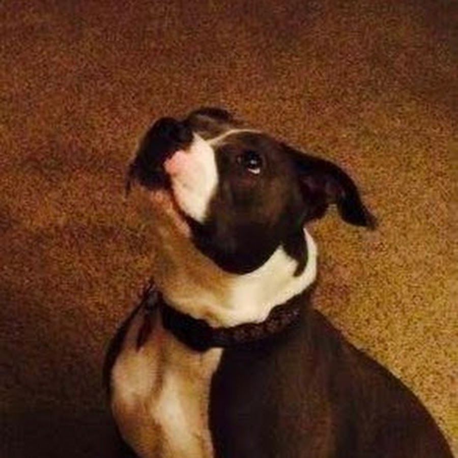 The Gaming Hippo - YouTube