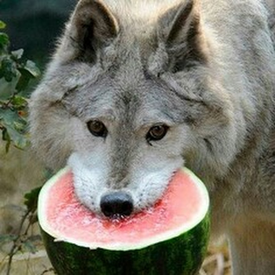 Watermelon Wolf - YouTube