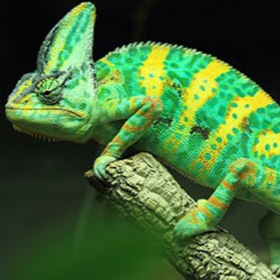 rudy carmeleon - YouTube