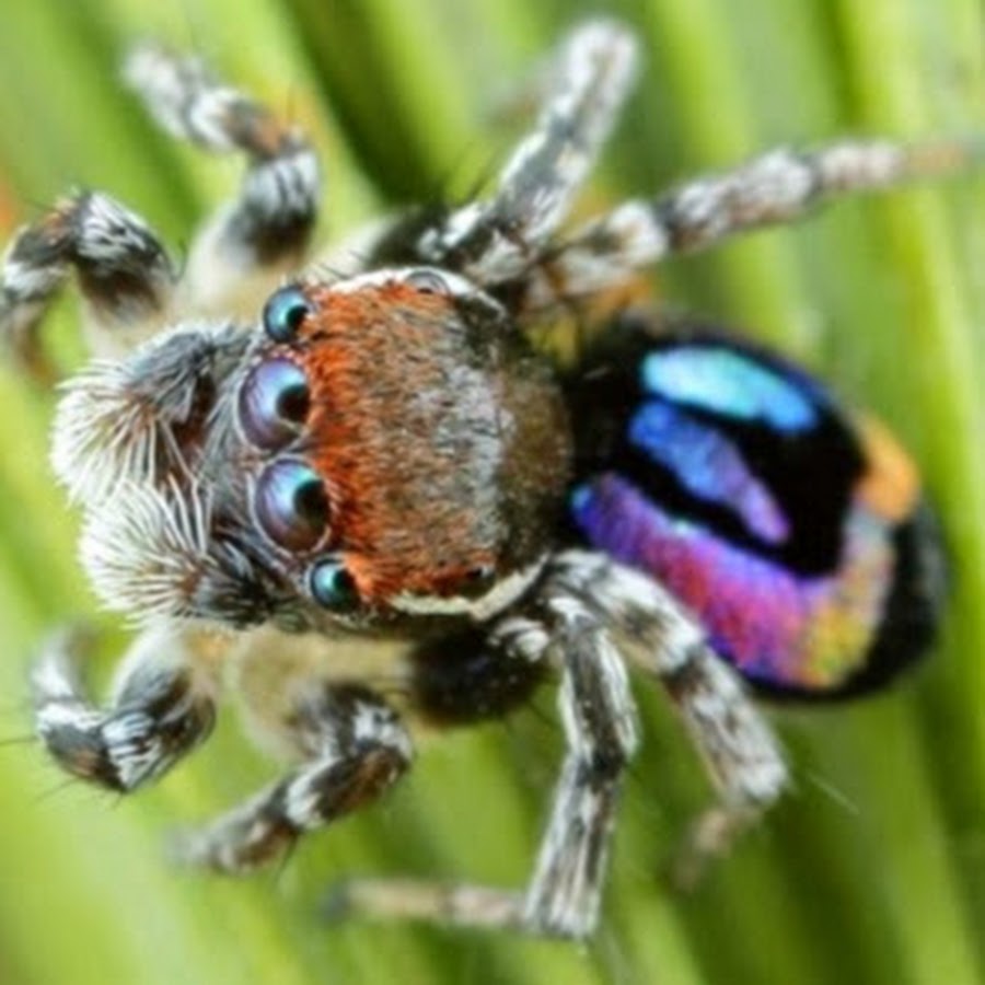 Maratus Robinsoni - YouTube