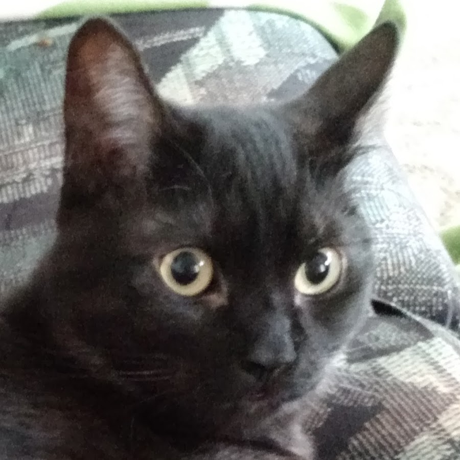 Michael Jackson The Cat - YouTube