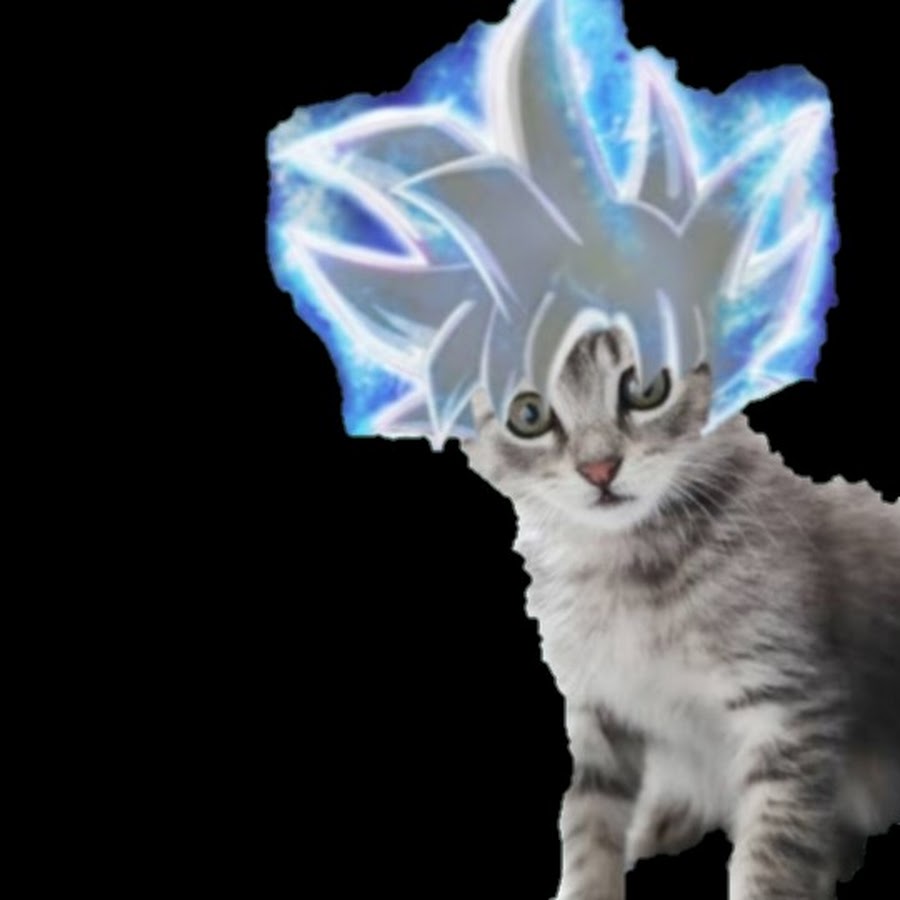 gatito pro - YouTube