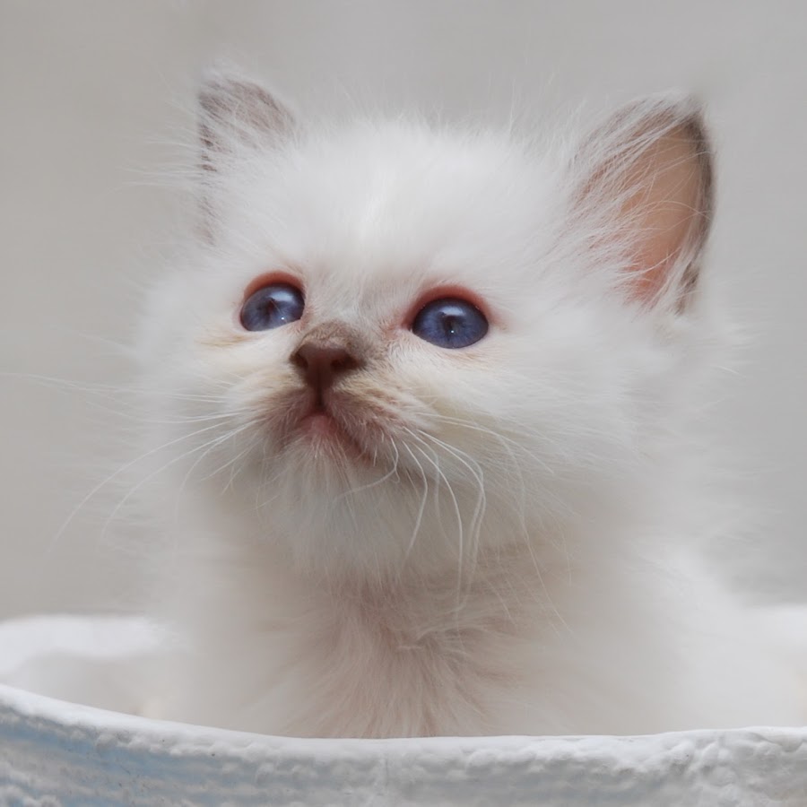 Something Fluffy - YouTube