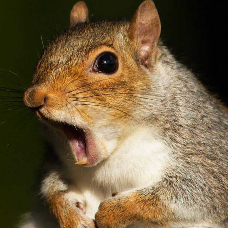 Worried Squirrel Retro Review - YouTube