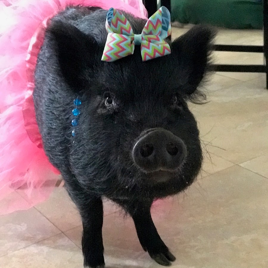 Blue The Pig - YouTube