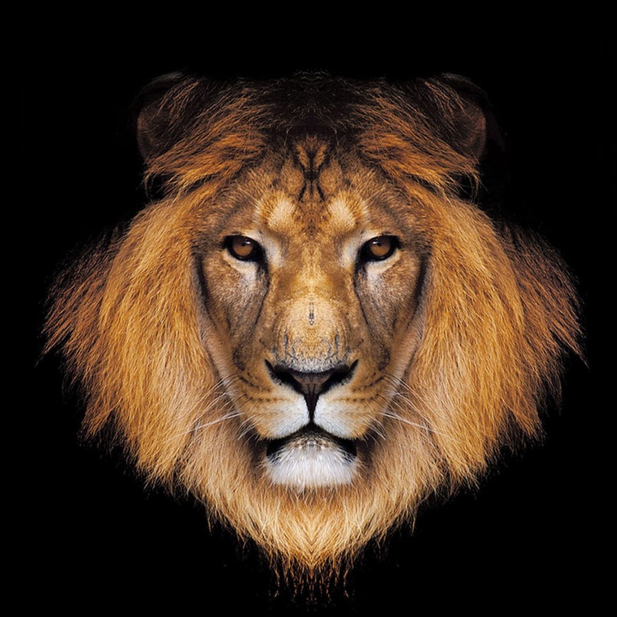 lion crazy - YouTube