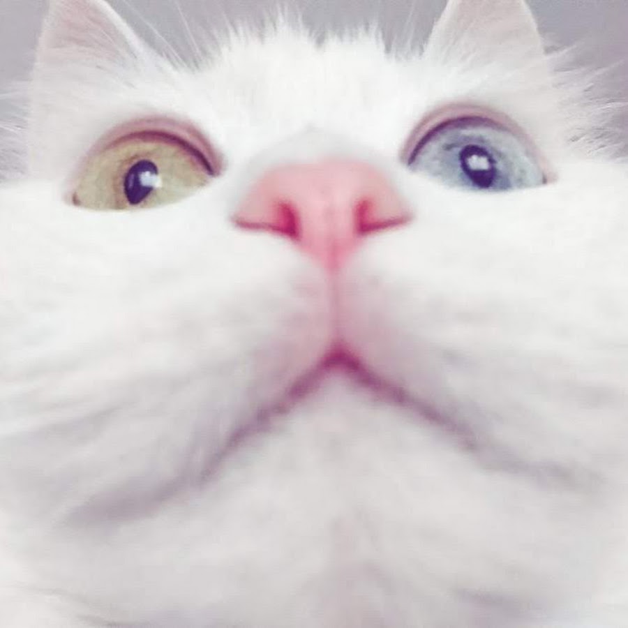 ml7's Cat Moments Twitch - YouTube