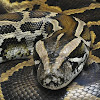 Biggest Python - YouTube