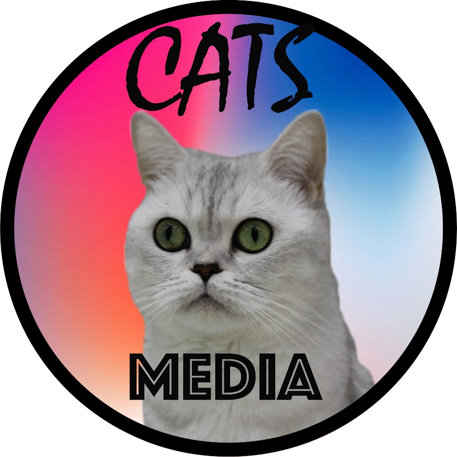 Cats MEDIA - YouTube