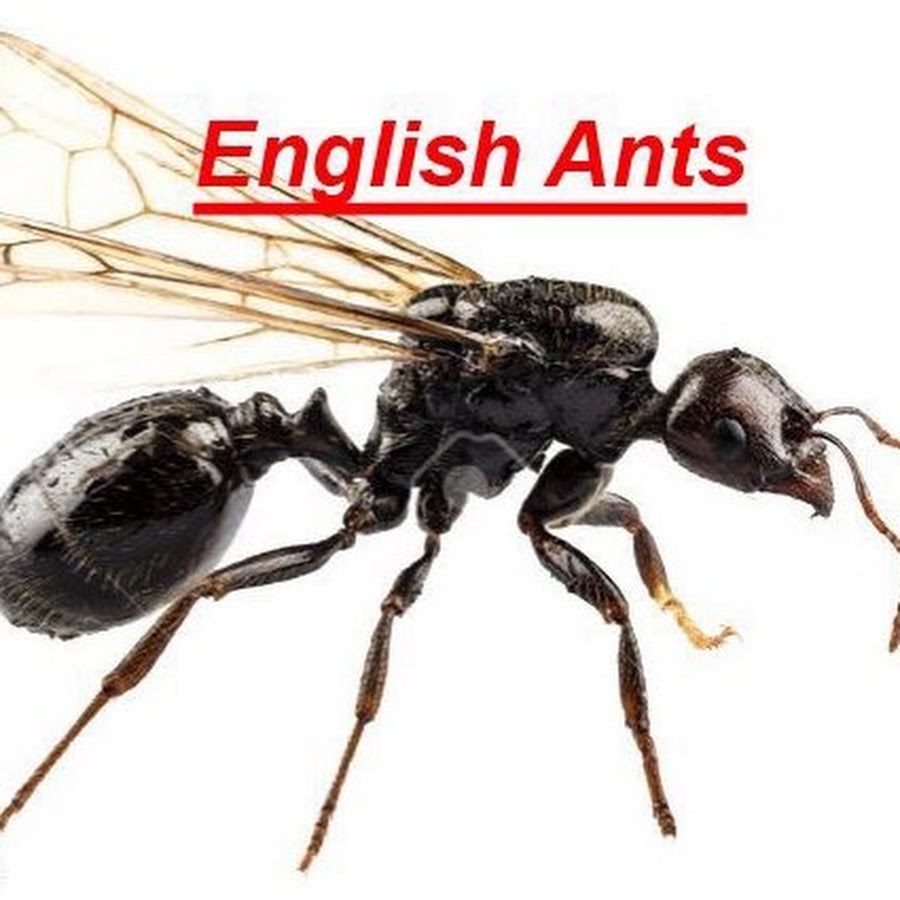 English Ants - YouTube