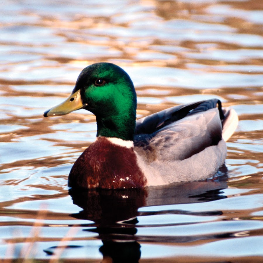 That one Duck - YouTube