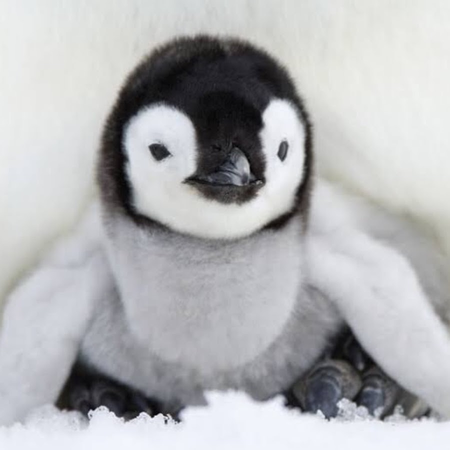 Penguin Gaming - YouTube