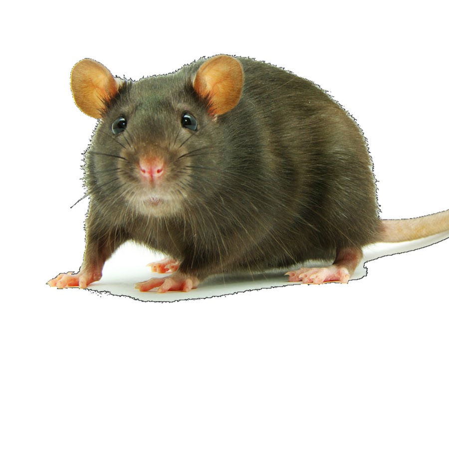 The Ratzzz - YouTube