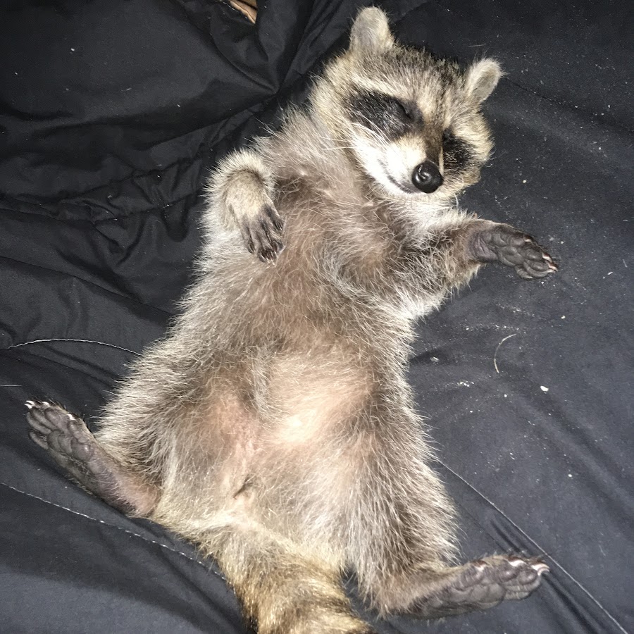 Azeban Racoon - YouTube