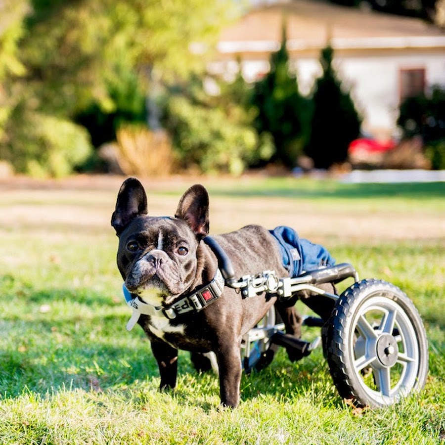 Ivy the Very Determined Dog - YouTube