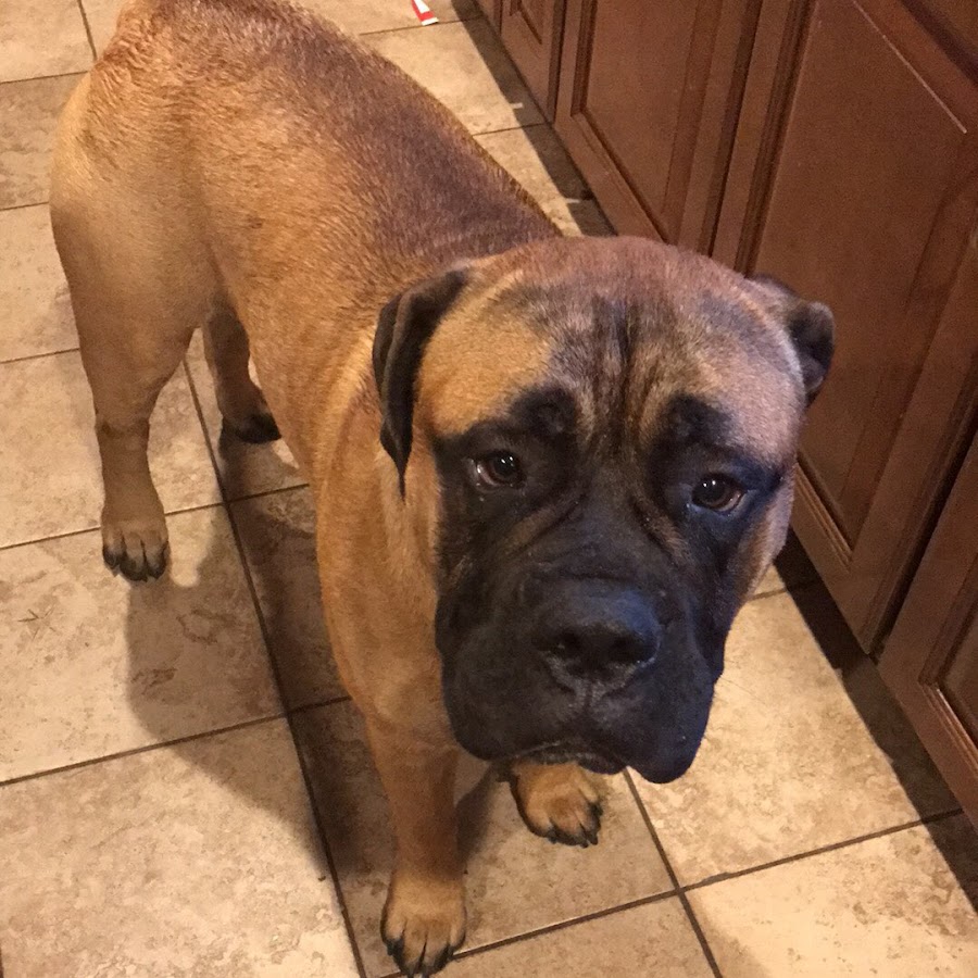 bully bullier - YouTube