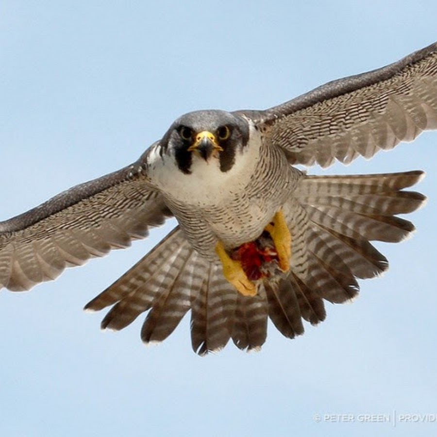 Hunting Falcon - YouTube