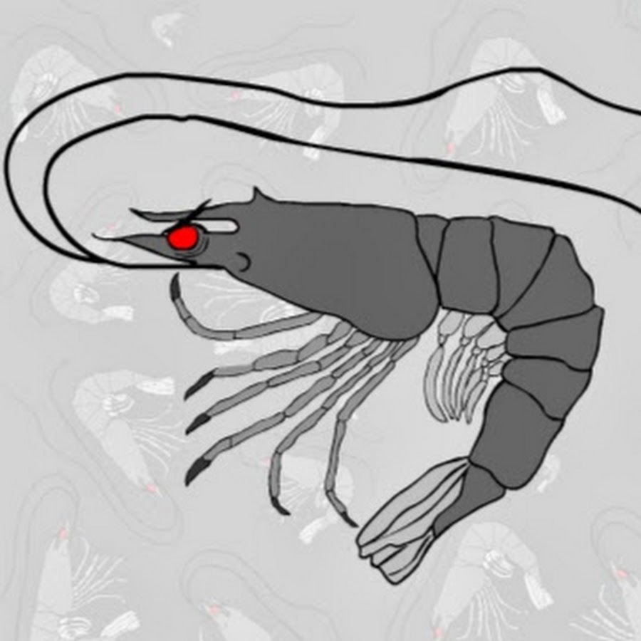 Evil Shrimps - YouTube