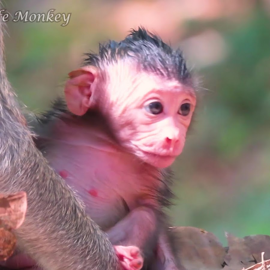 Monkey Fans - YouTube