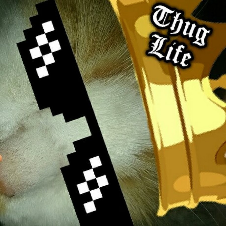 thug life cat - YouTube