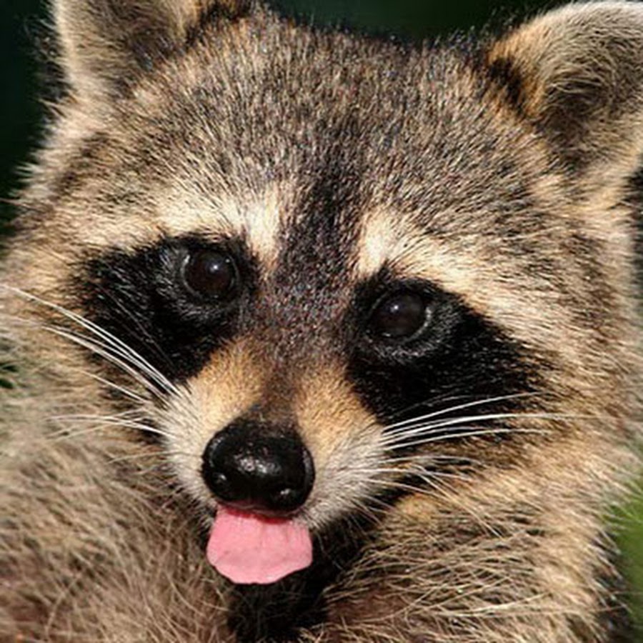 El Mapache - YouTube