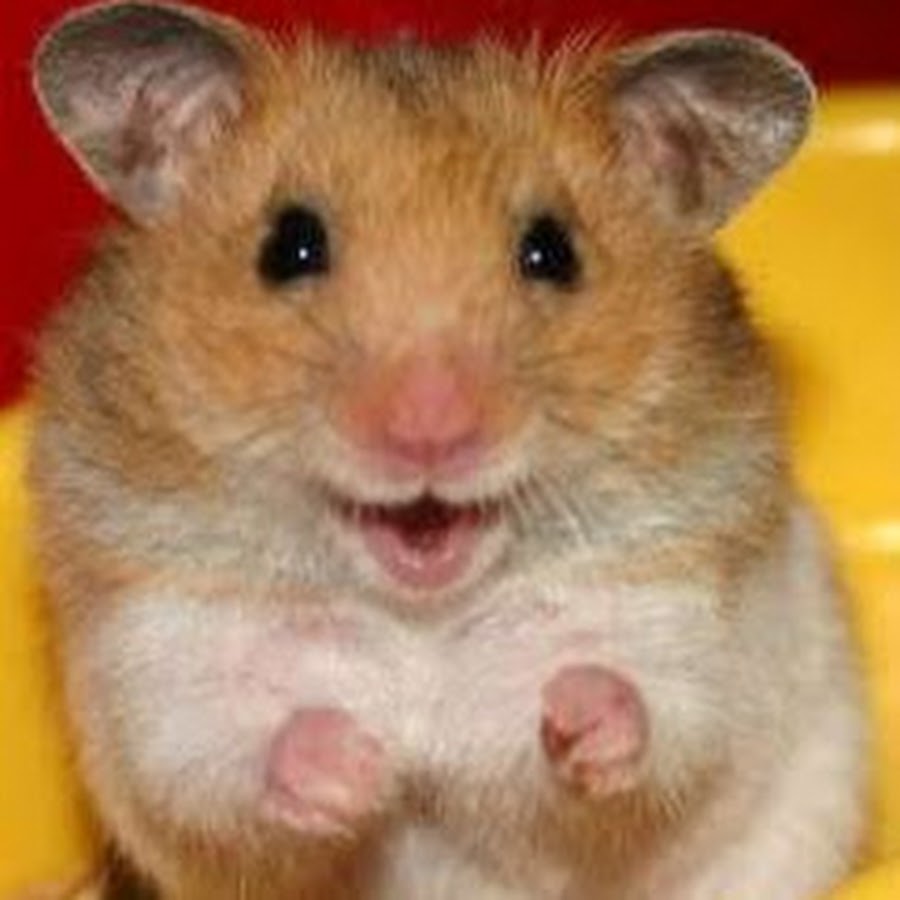 The Flying Hamster - YouTube