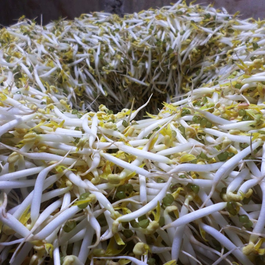 Tauge Jepang - YouTube