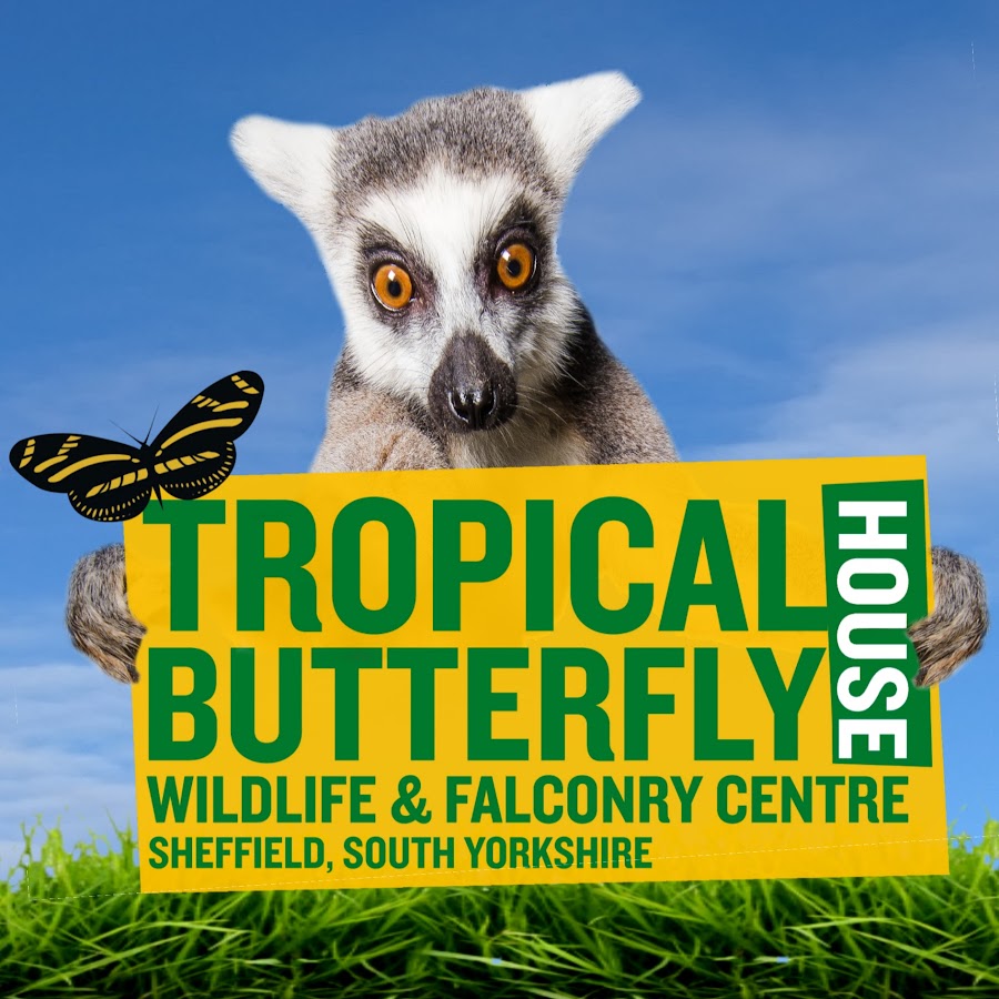 Tropical Butterfly House Wildlife And Falconry Centre - YouTube