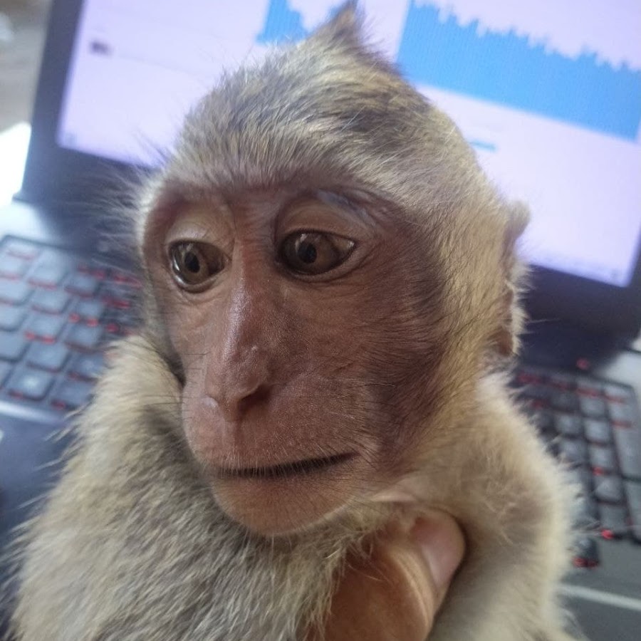 Momo monkey - YouTube