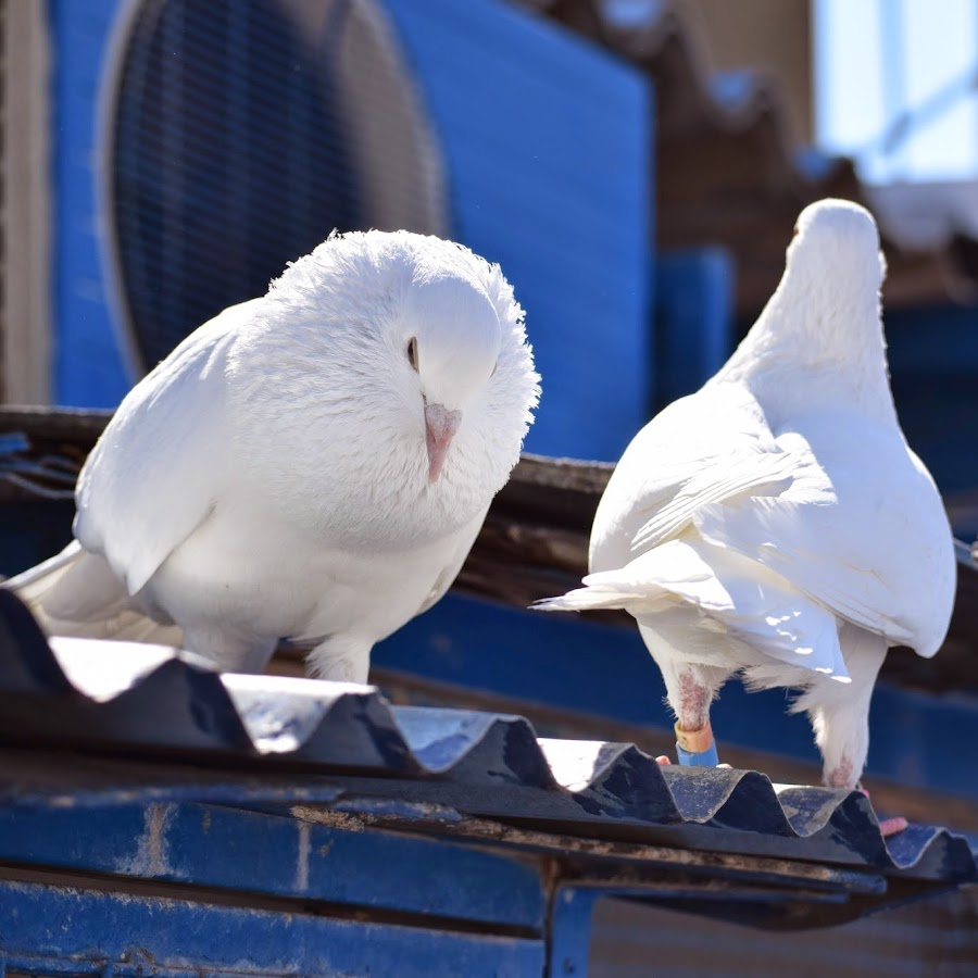 St. Valas Pigeons Greece. - YouTube