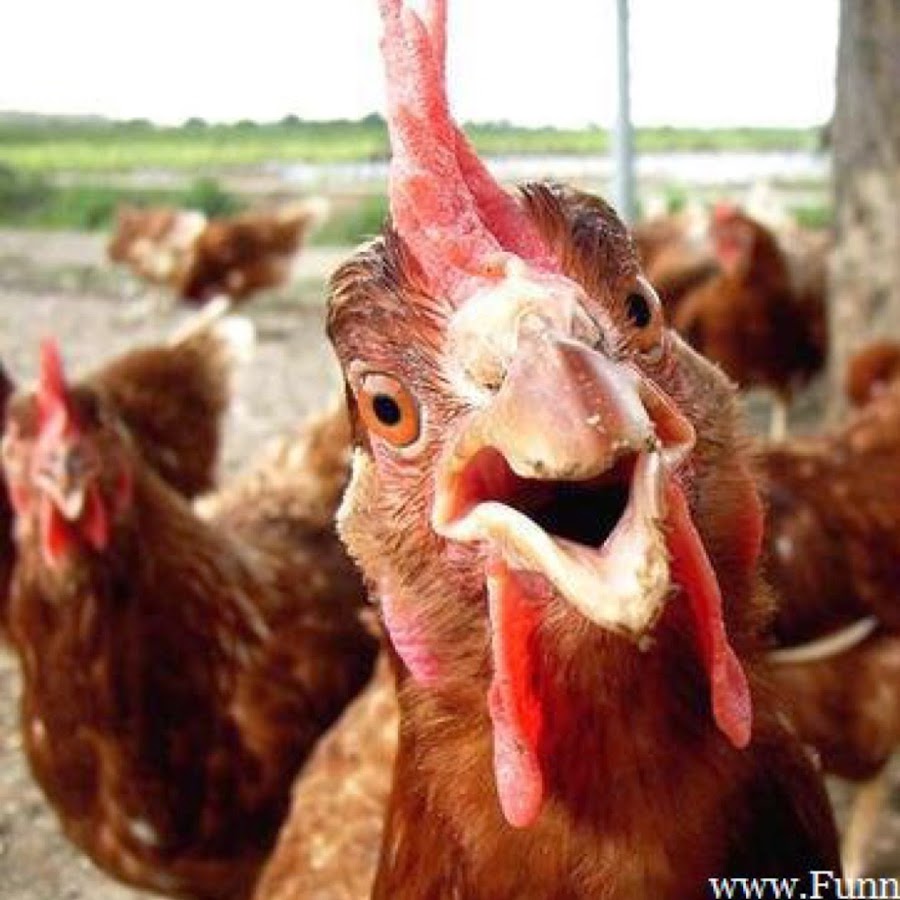 The Chicken Clucker - YouTube