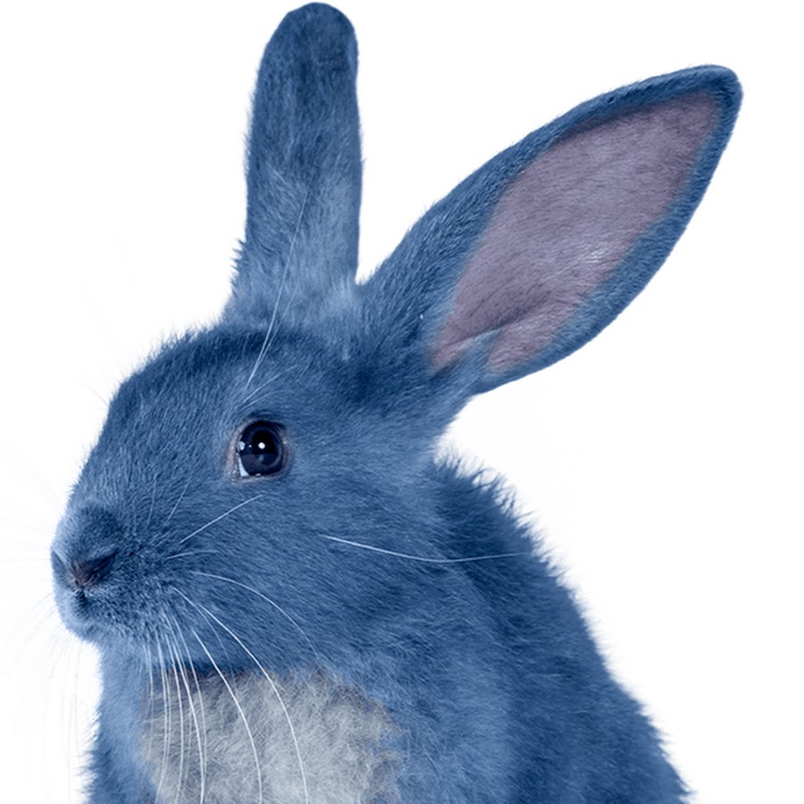 Blue Bunny - YouTube