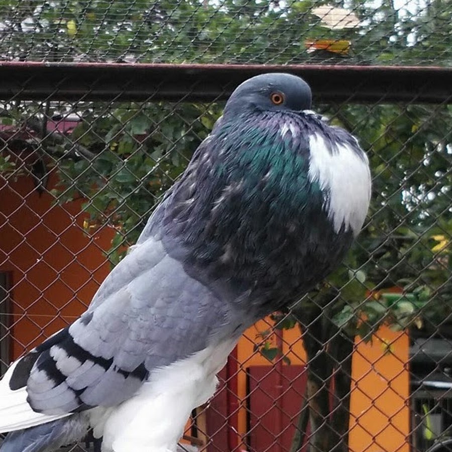 Pouter Pigeons - YouTube