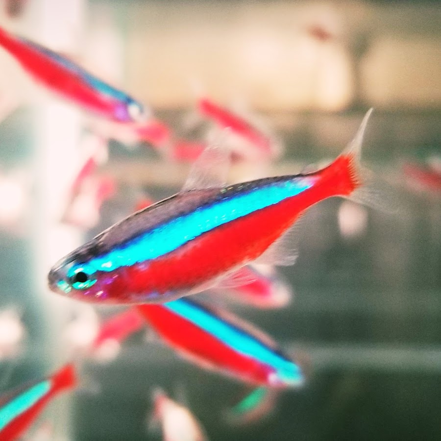 Cardinal Tetra - YouTube