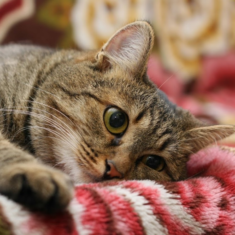 Grappige katten - YouTube