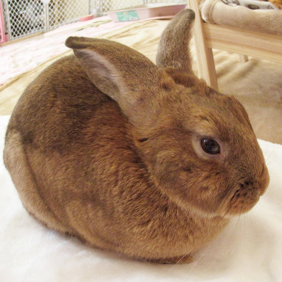 Cinnamon Bun - YouTube