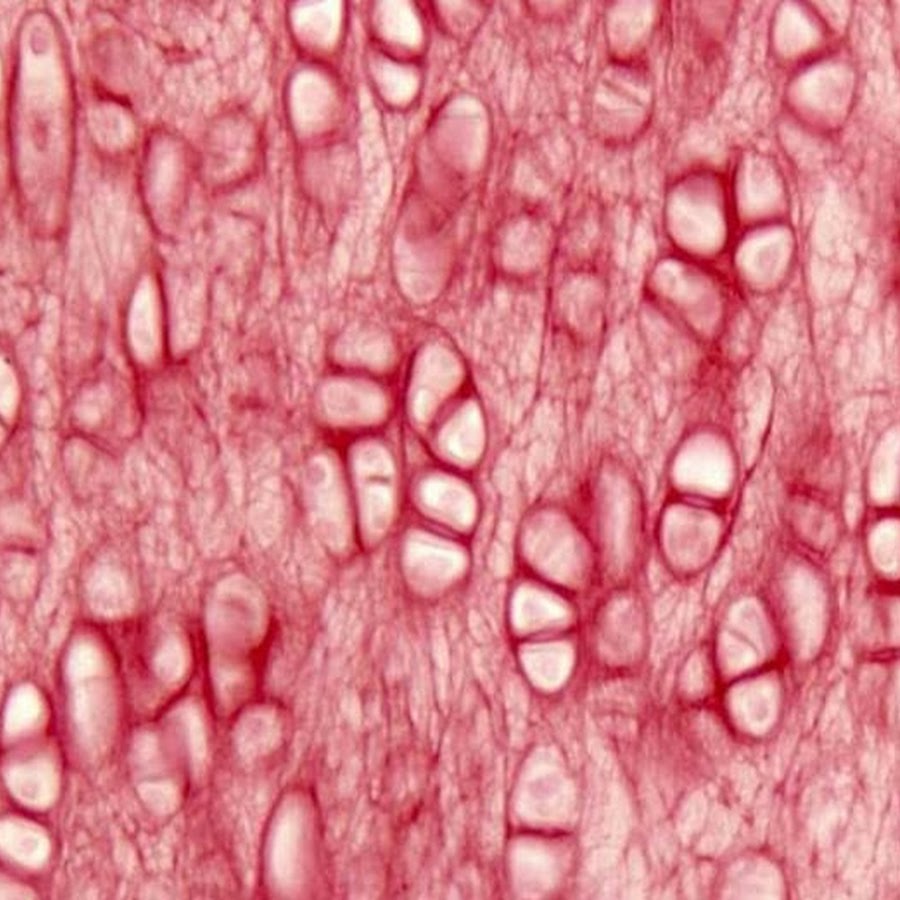 Biología Tisular 1310 - YouTube