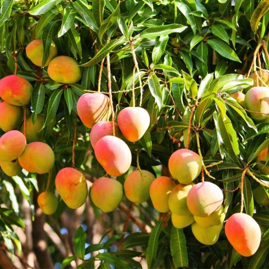 Juicy Mango - YouTube
