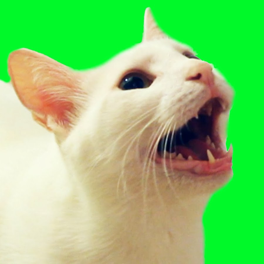 CatsCovers - YouTube