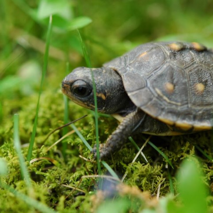 German Turtles - YouTube