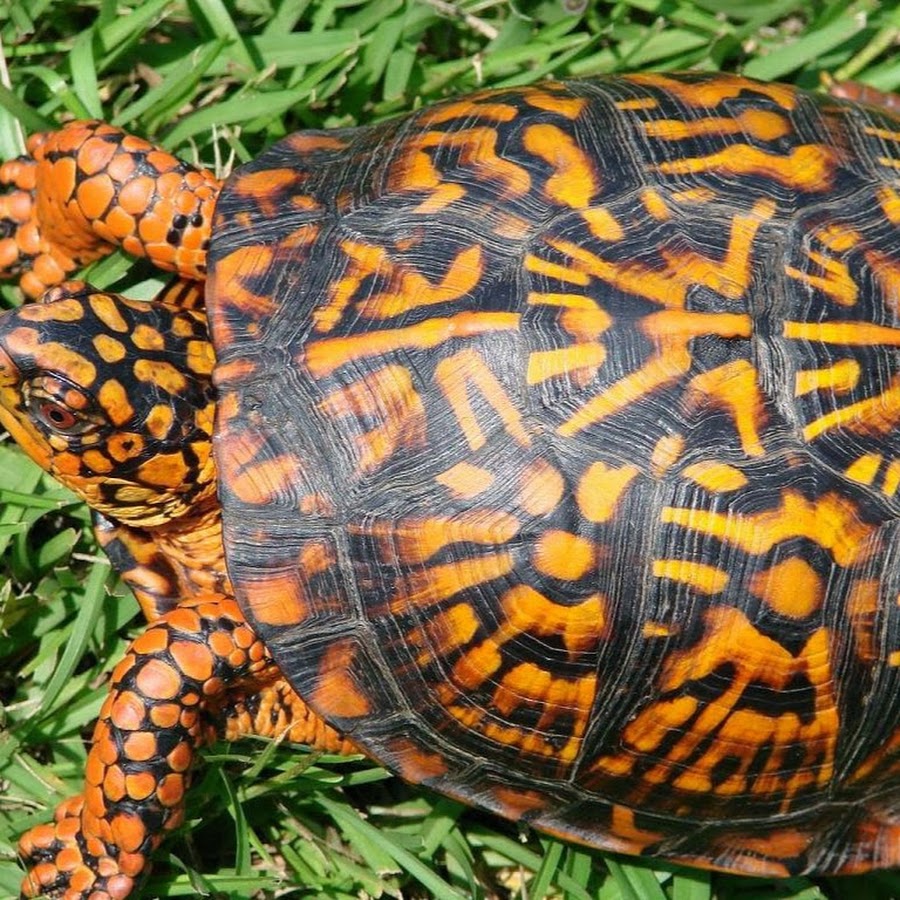 orange turtle - YouTube