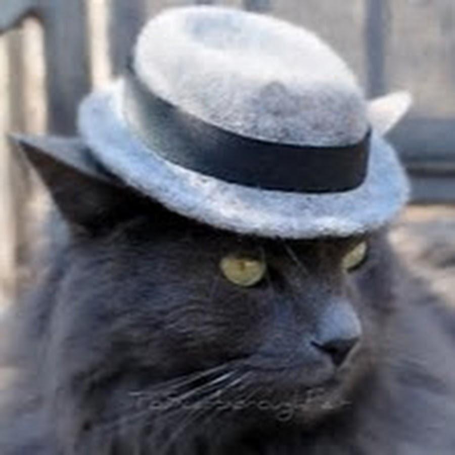 Cat With A Fedora - YouTube