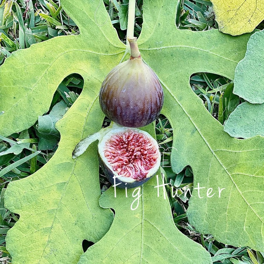 Fig Hunter - YouTube