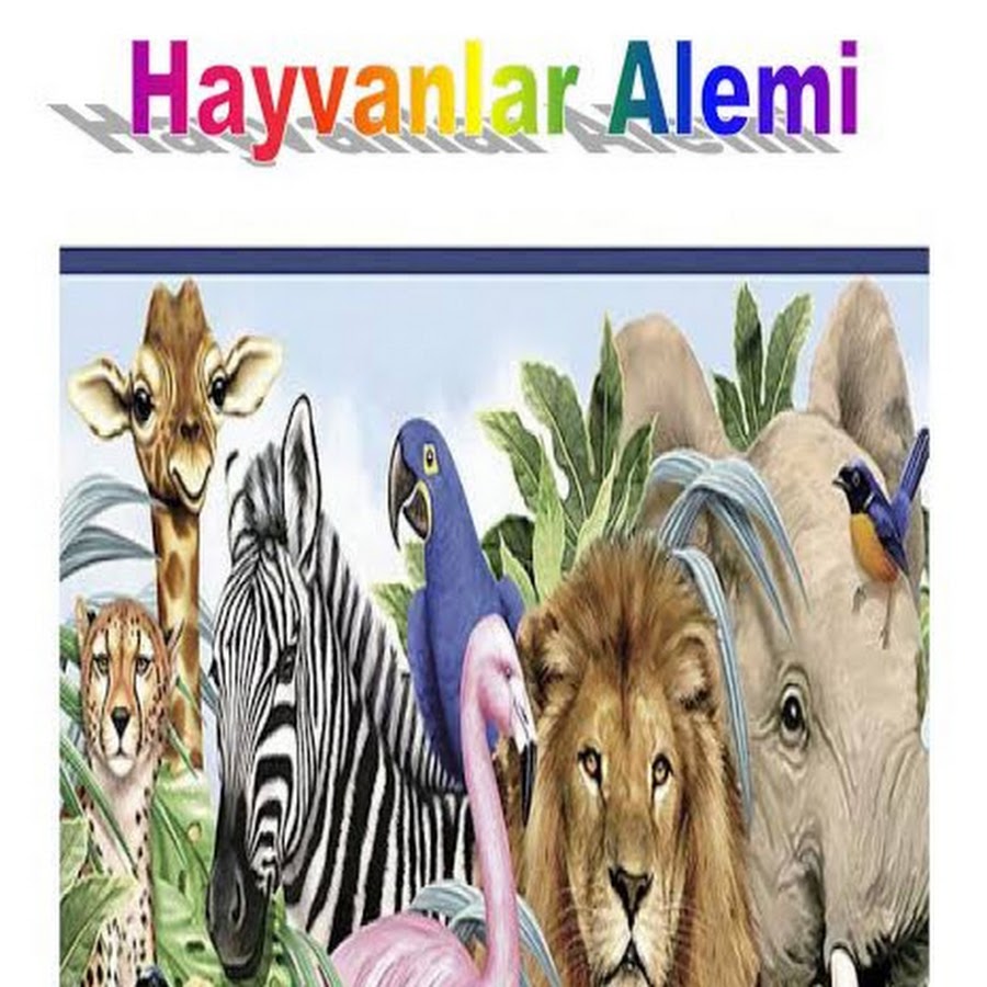 Hayvanlar Alemi - YouTube