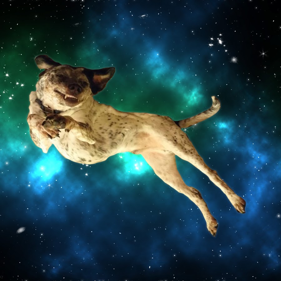 Space Paws - YouTube