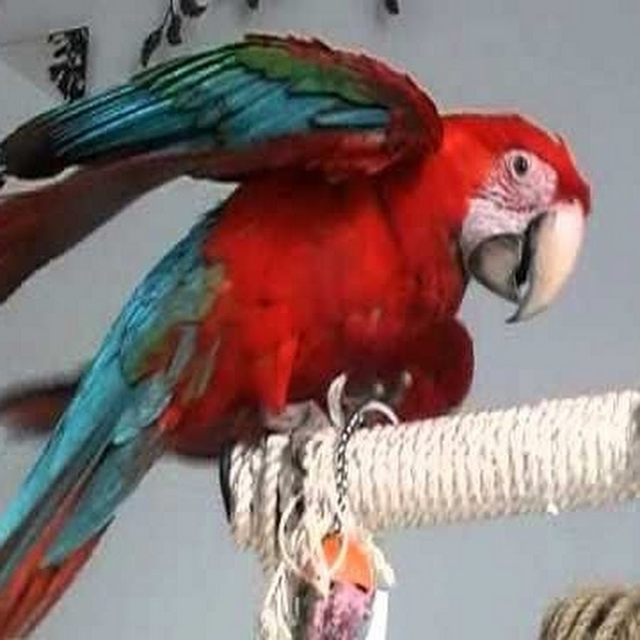 Ruby Macaw - YouTube